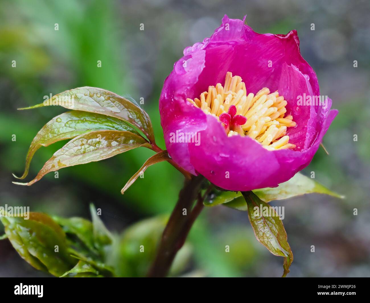 Early spring flower of the hardy perennial species peony, Paeonia ...
