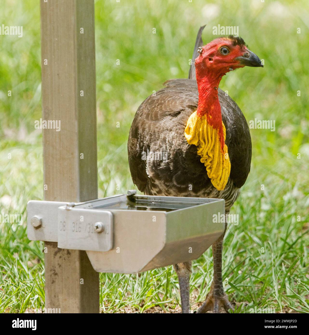 Male Australian Brush turkey, Alectura latham, at a water trough in a ...
