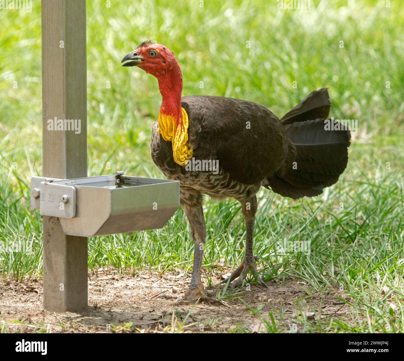 Male Australian Brush turkey, Alectura latham, at a water trough in a ...