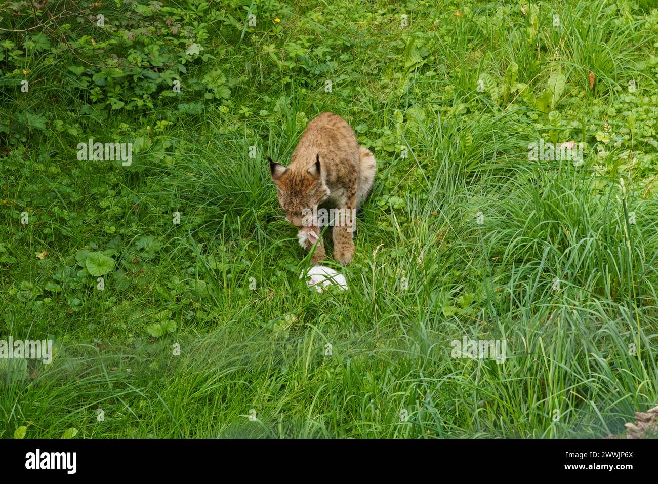 Lynx eats a rabbit on green grass in the forest. View from above Stock ...