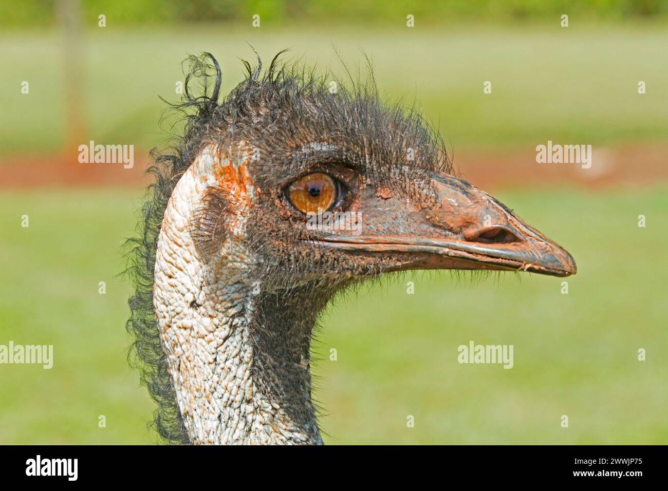 Portrait of face of Australian emu, Dromaius novaehollandiae, gleaming ...