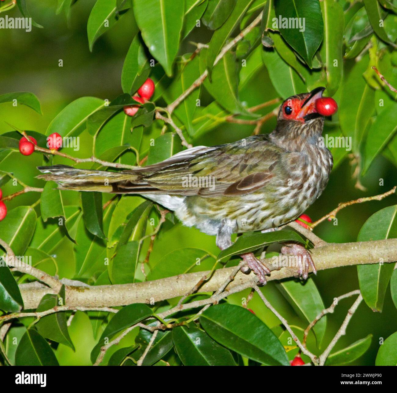 Male figbird hi-res stock photography and images - Alamy