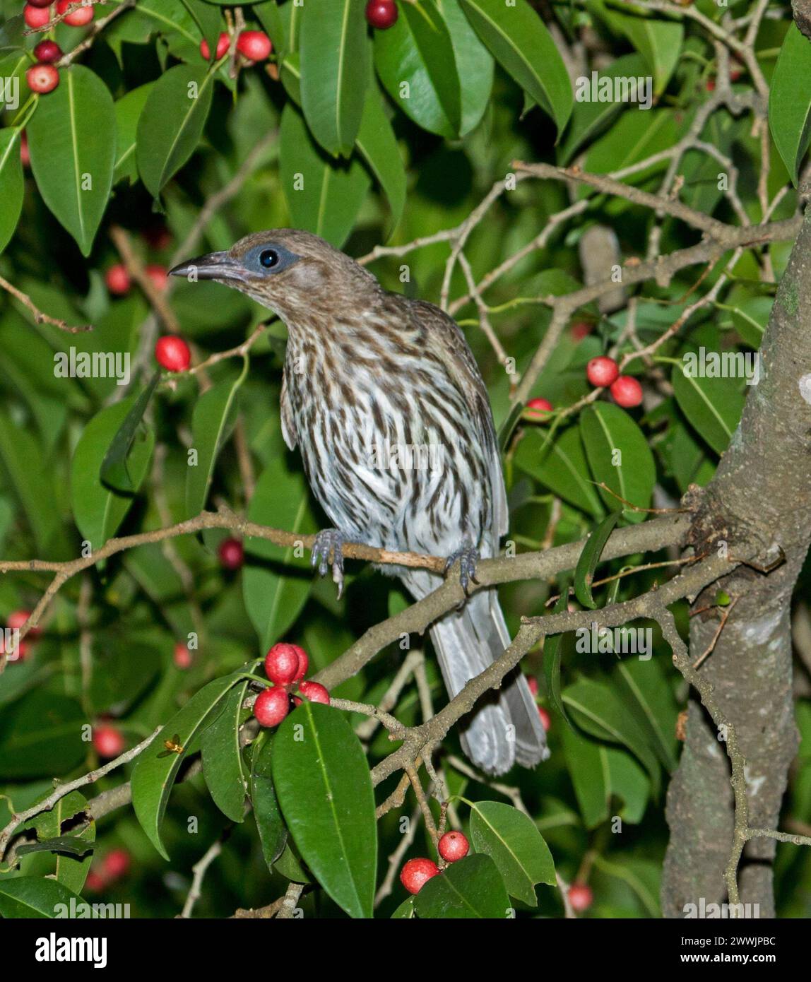 Female Green Figbird Sphecotheres vieilloti, perched among foliage of ...