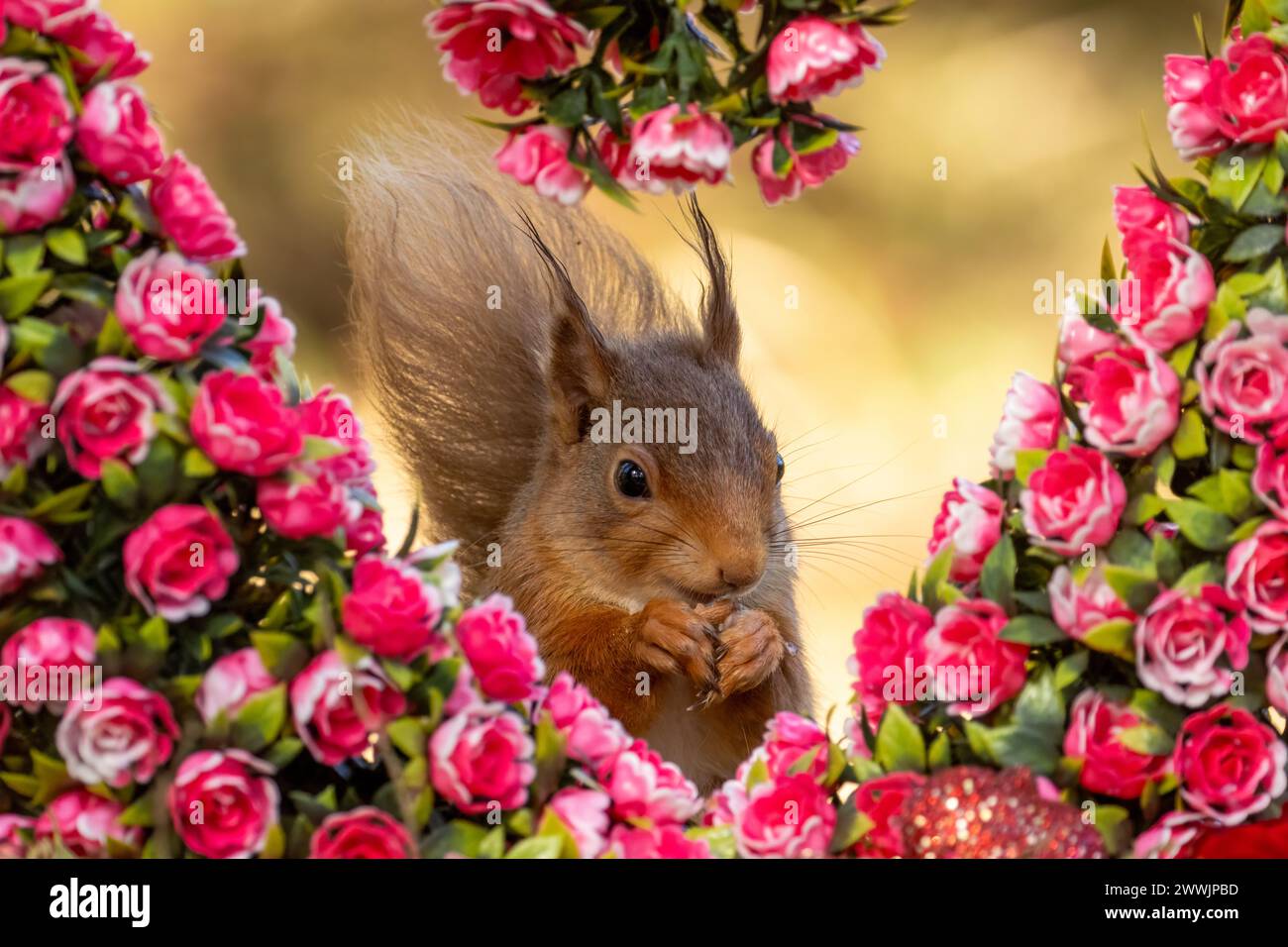 Curious little Scottish squirrel in a romantic rose love heart Stock ...