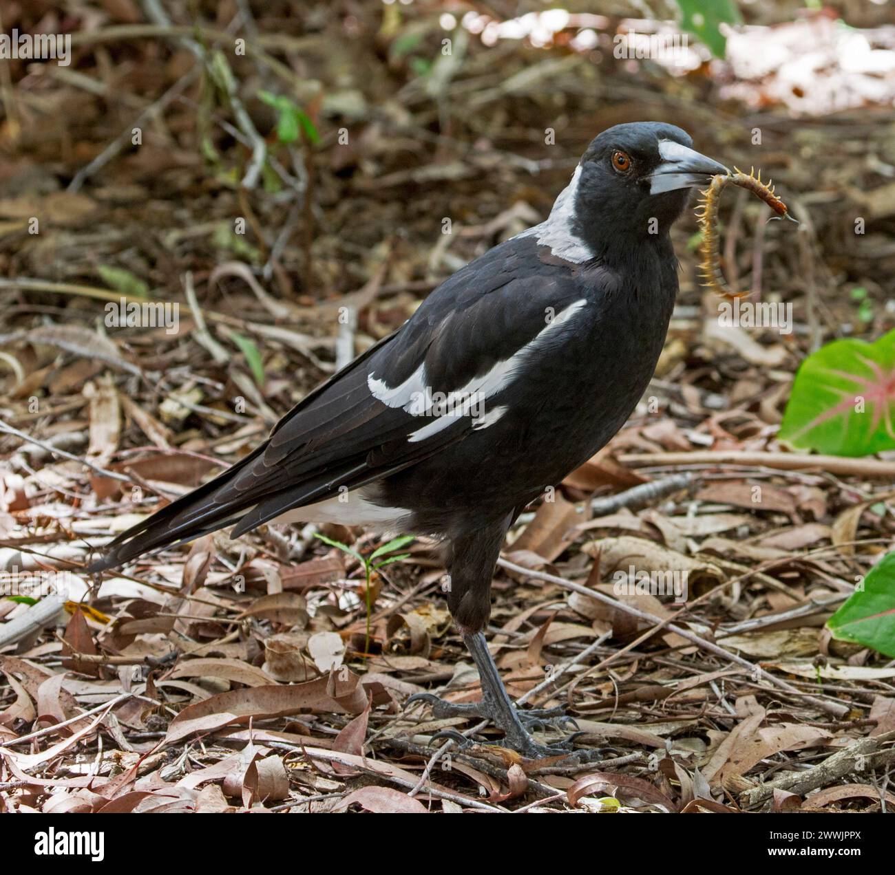 Magpies in the garden hi-res stock photography and images - Alamy