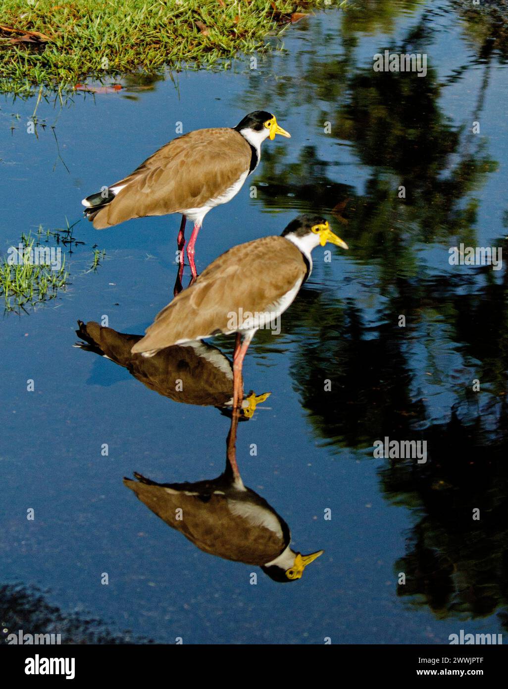 Two masked lapwings, Vanellus miles, standing in identical poses and ...