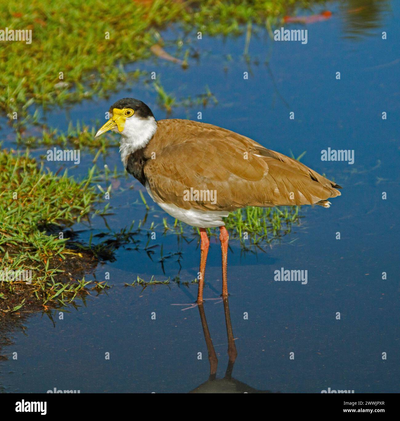 Masked Lapwing, Vanellus miles, standing in blue water of large puddle ...