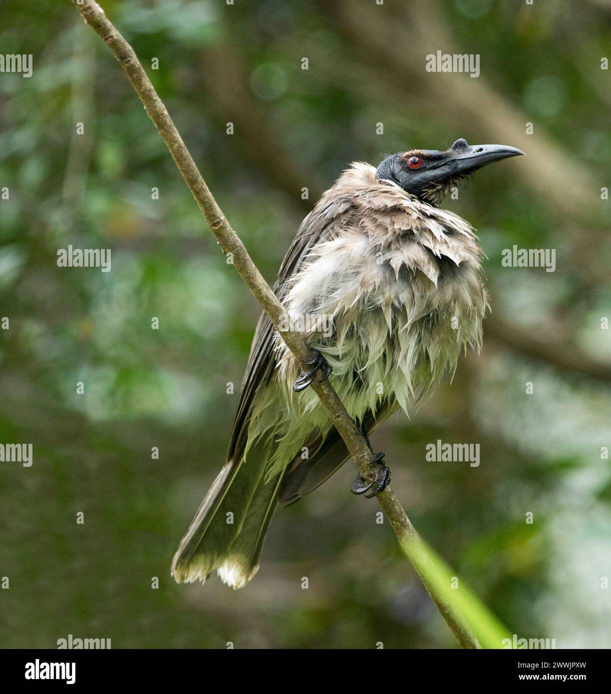 Noisy Friarbird, Philemon corniculatus, a large Australian honeyeater ...