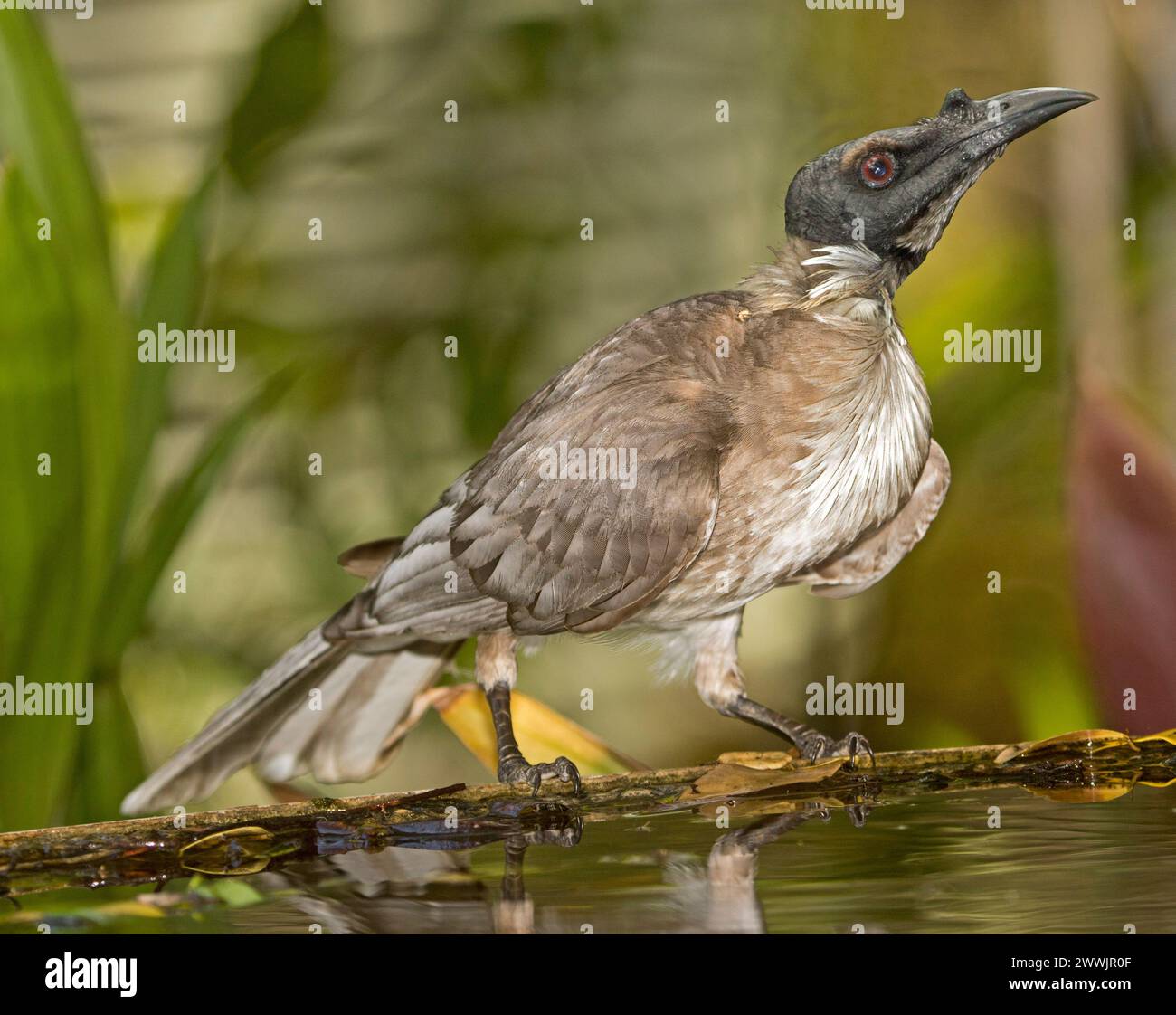 Stunning image of Noisy Friarbird, Philemon corniculatus, a large ...
