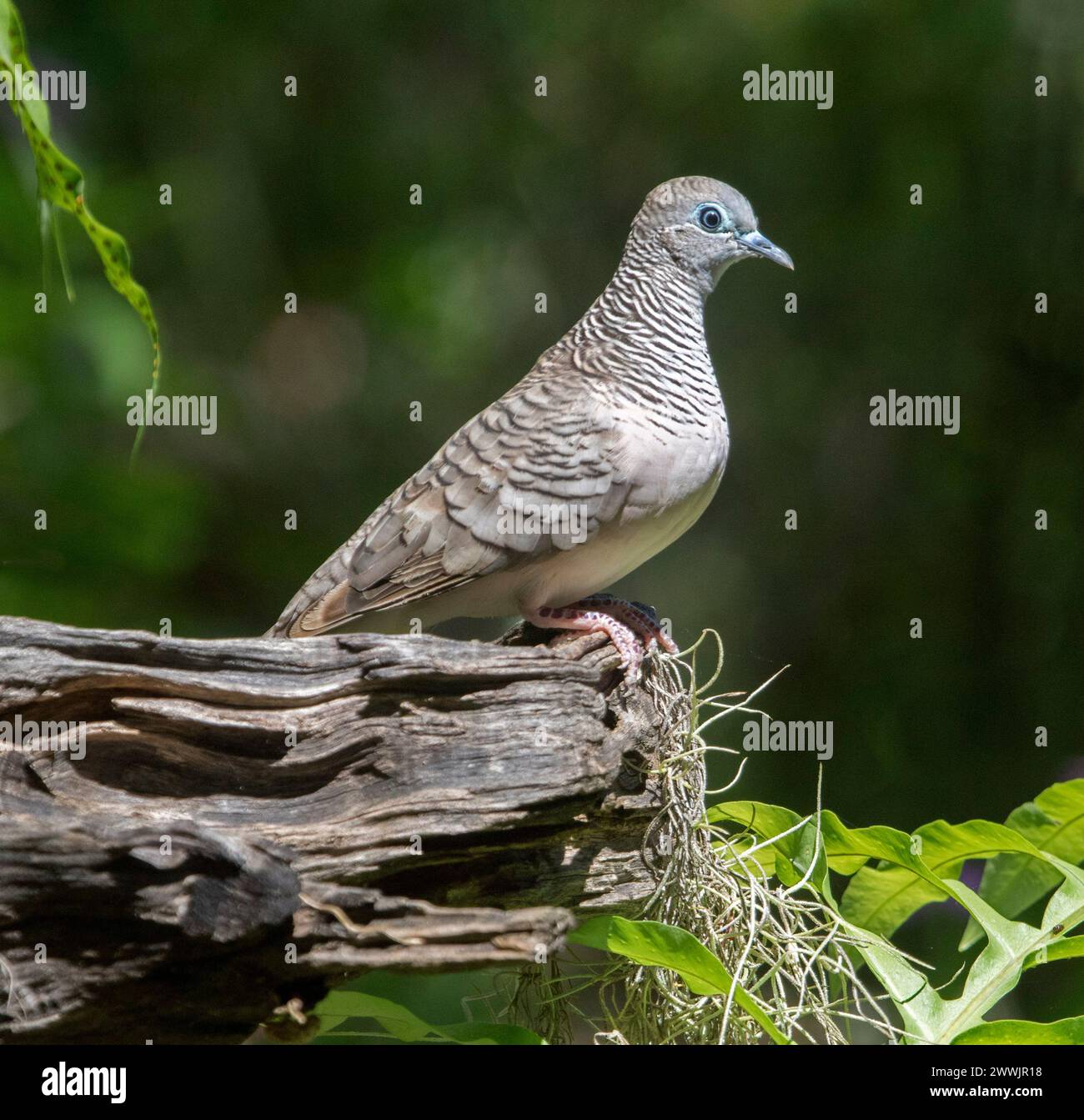 Peaceful dove, Geopelia placida, on weathered log against dark green ...
