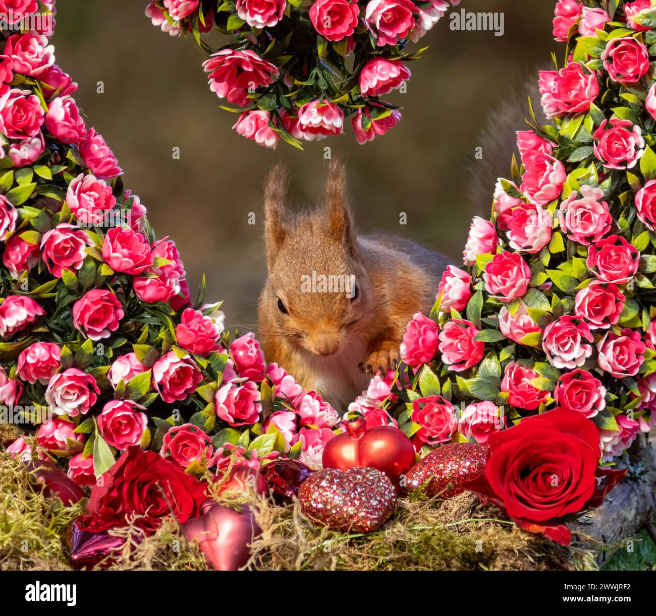 Curious little Scottish squirrel in a romantic rose love heart Stock ...
