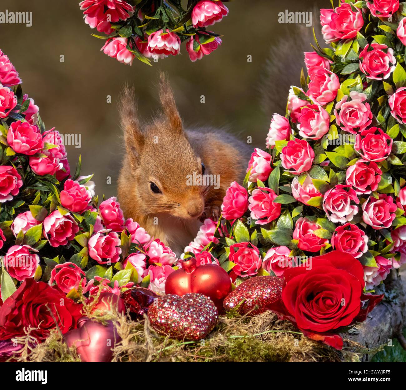 Curious little Scottish squirrel in a romantic rose love heart Stock ...