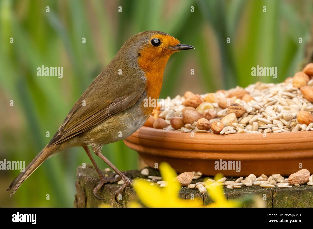 Songbird close up hi-res stock photography and images - Alamy