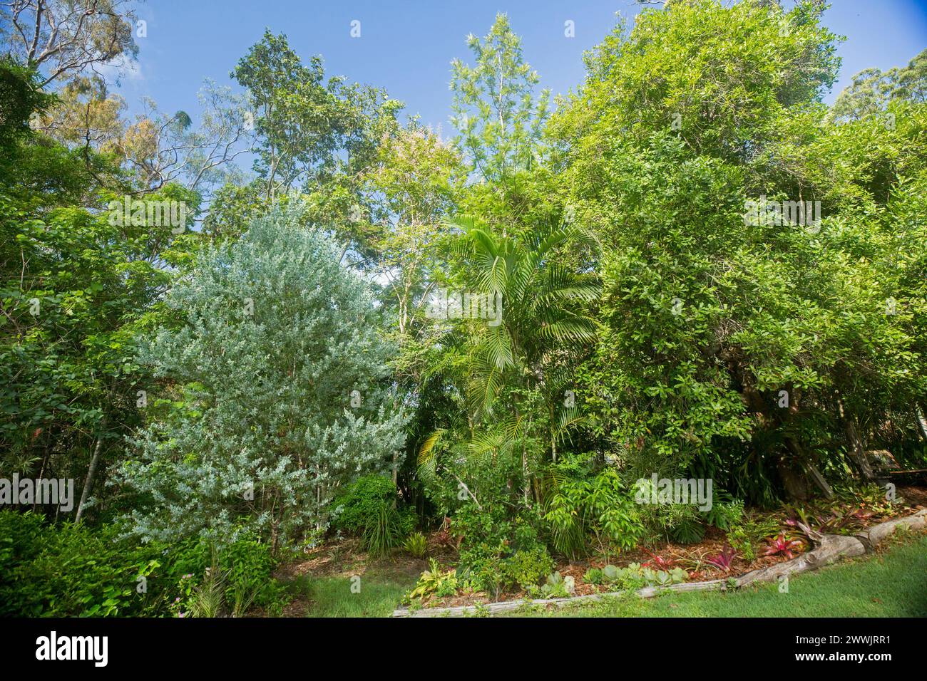 Australian native trees hi-res stock photography and images - Alamy