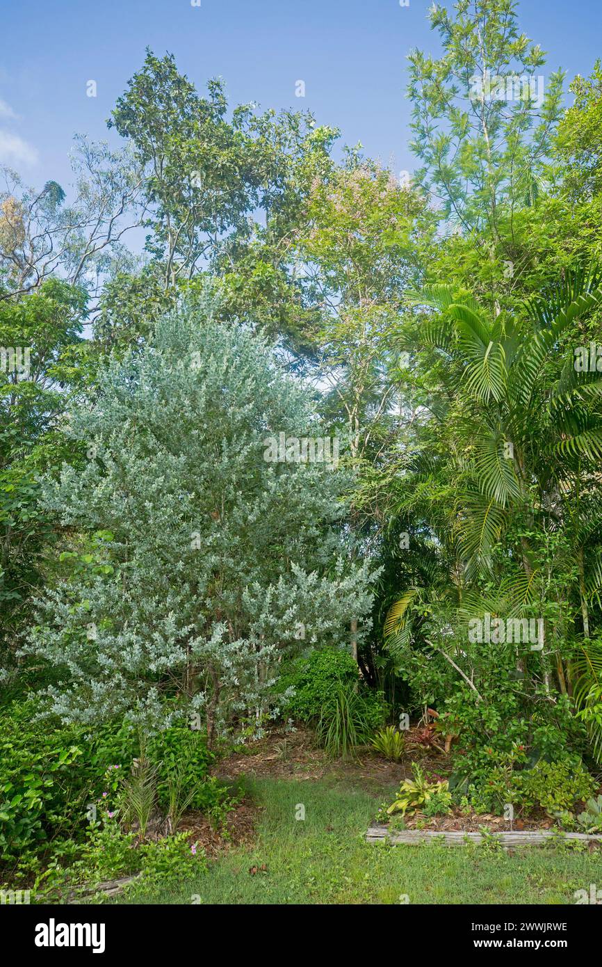 Australian native trees hi-res stock photography and images - Alamy