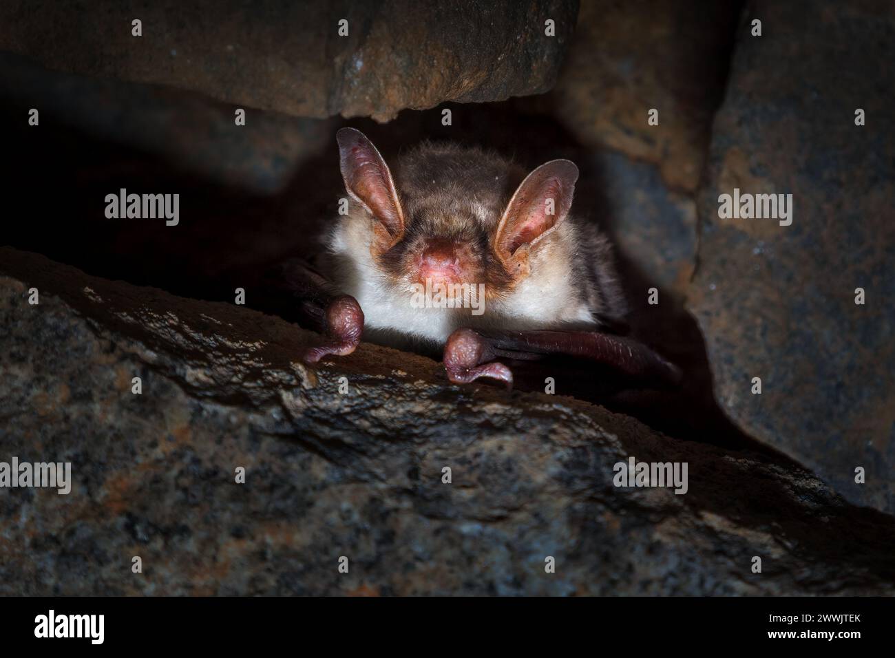Microbats constitute the suborder Microchiroptera within the order ...