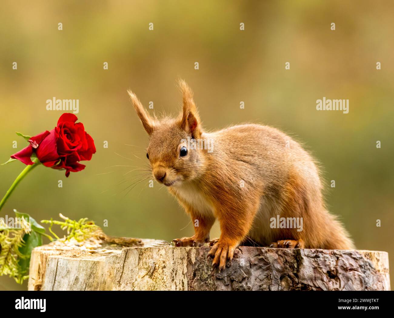 Cute and curious little scottish red squirrel with a single red rose ...