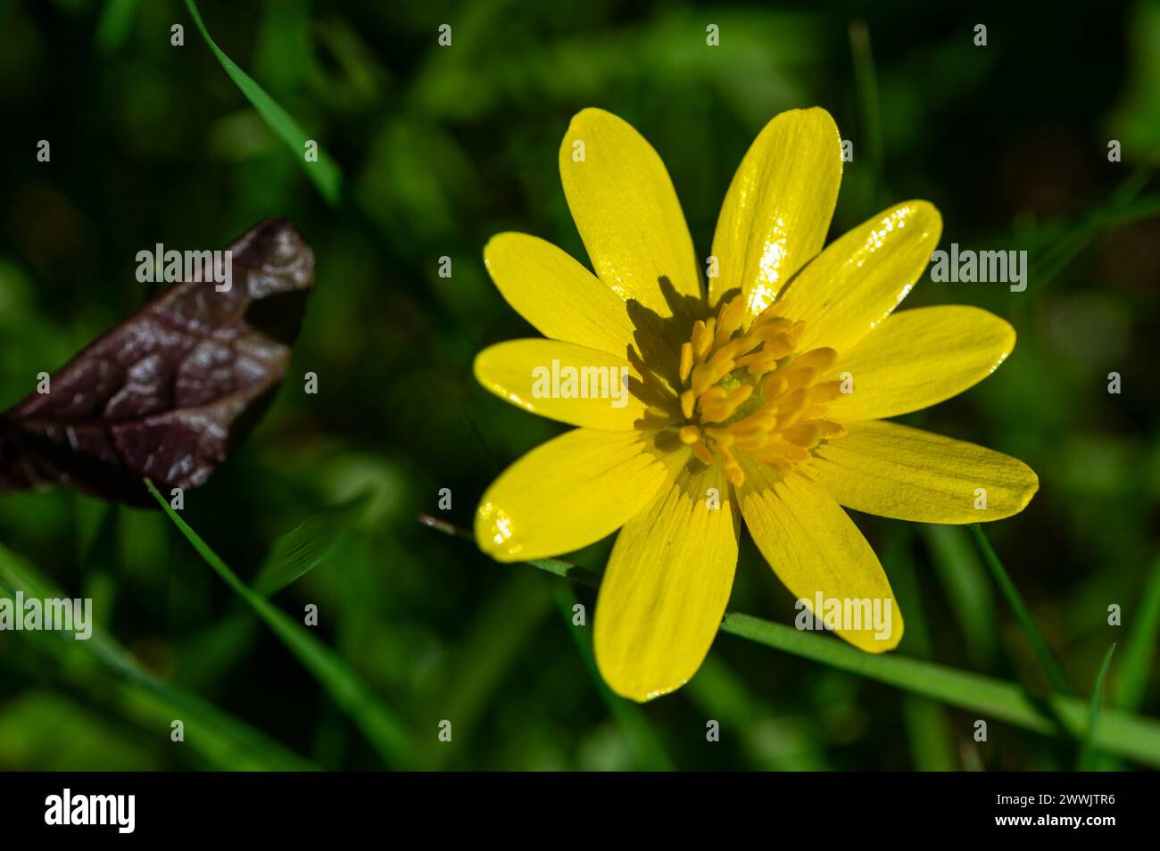 Yellow Lesser Celandines wildflowers, Ficaria verna Stock Photo - Alamy