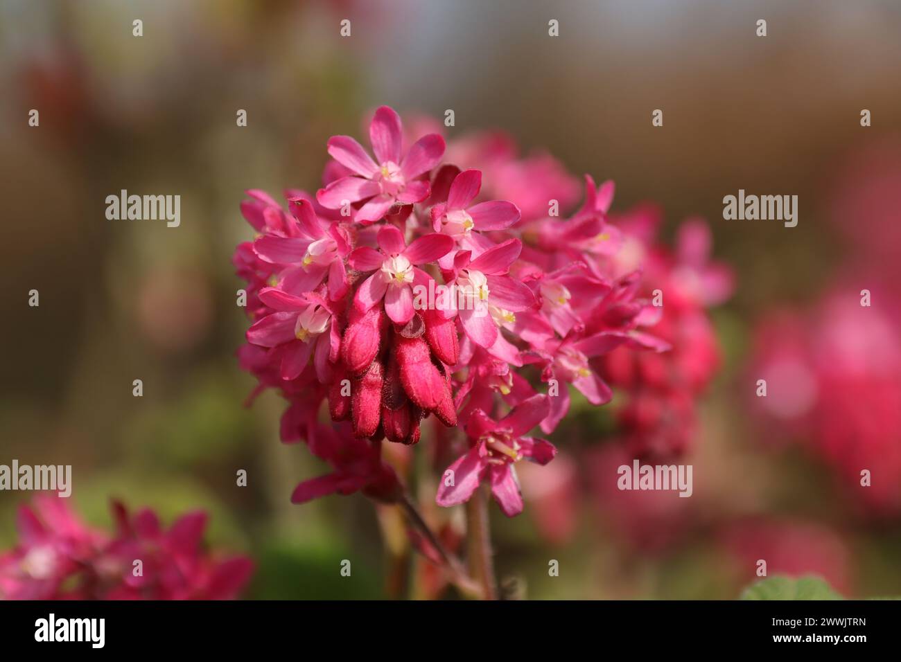 Groseillier à fleurs --- Cassis-fleur --- Groseillier sanguin (Ribes ...