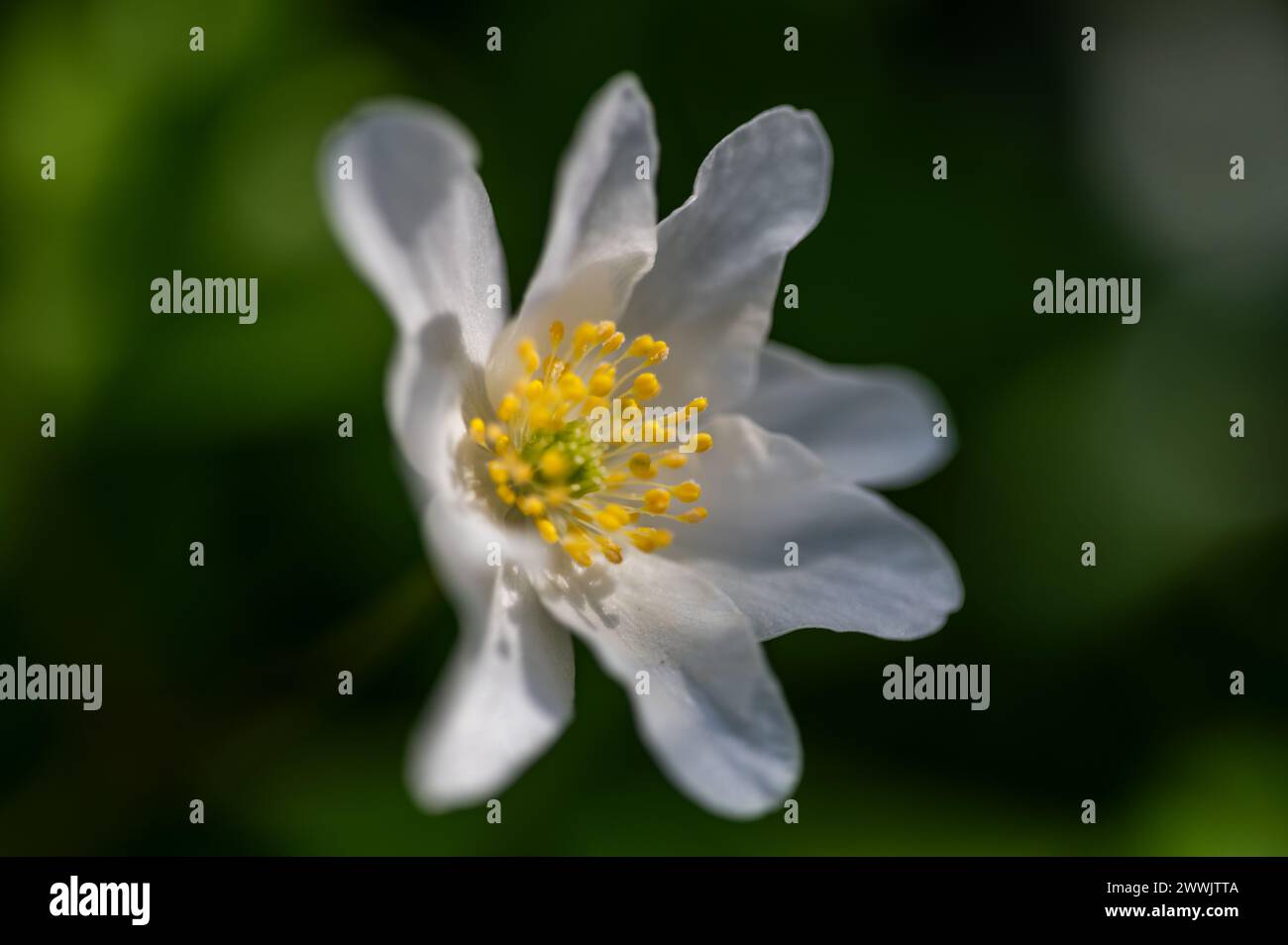 Wood Anemone flowering in early spring - Anemonoides nemorosa Stock ...
