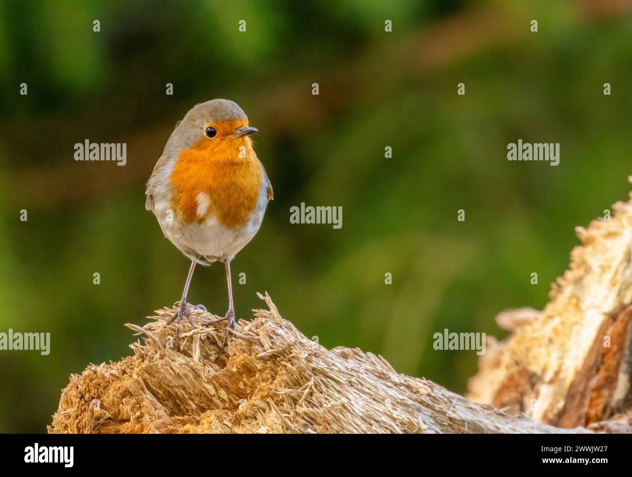 Songbird close up hi-res stock photography and images - Alamy