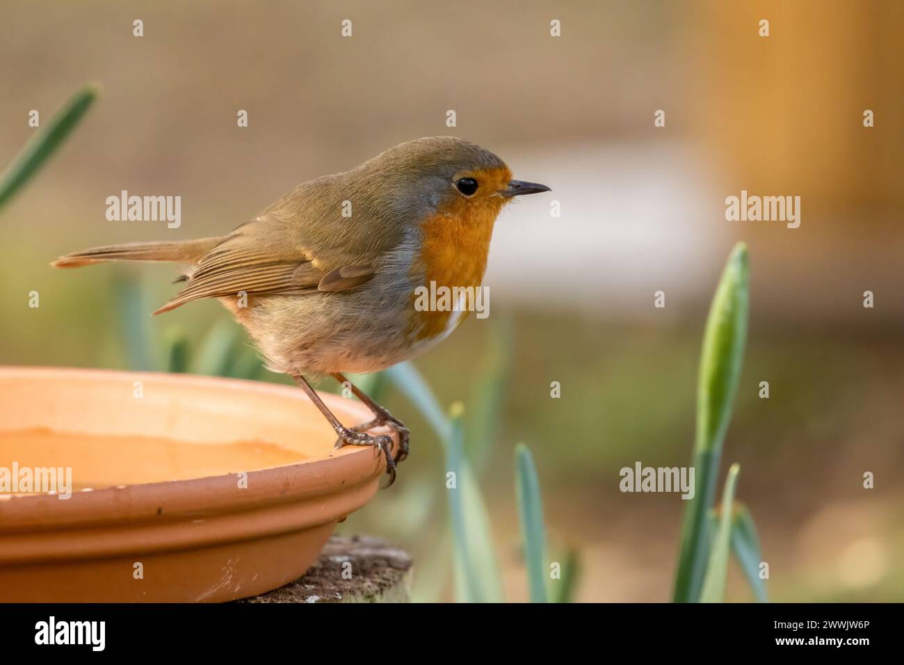 Songbird close up hi-res stock photography and images - Alamy