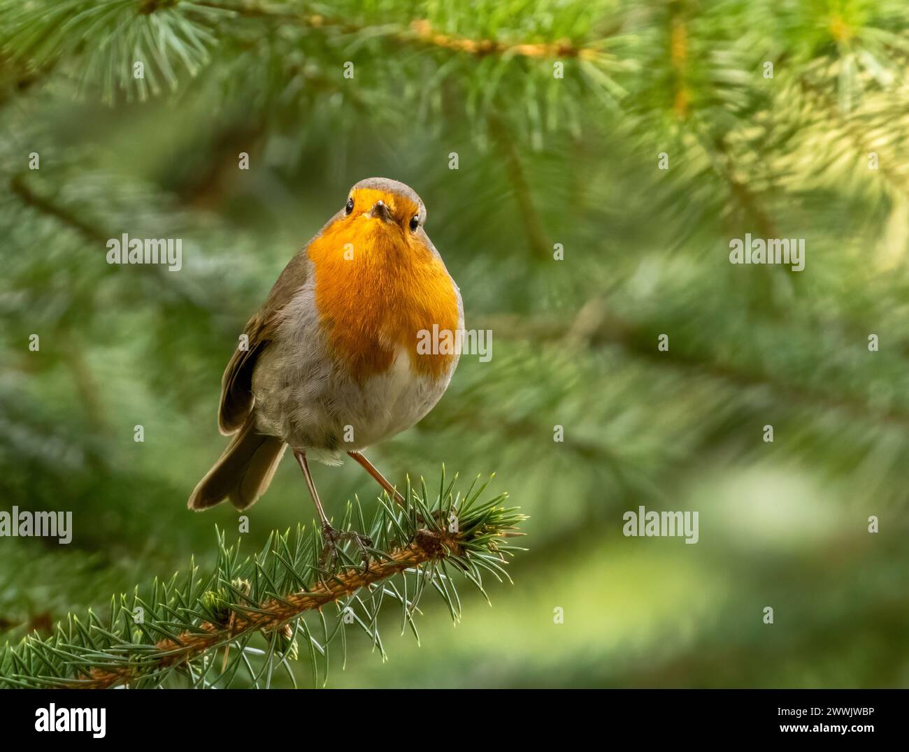 Songbird close up hi-res stock photography and images - Alamy