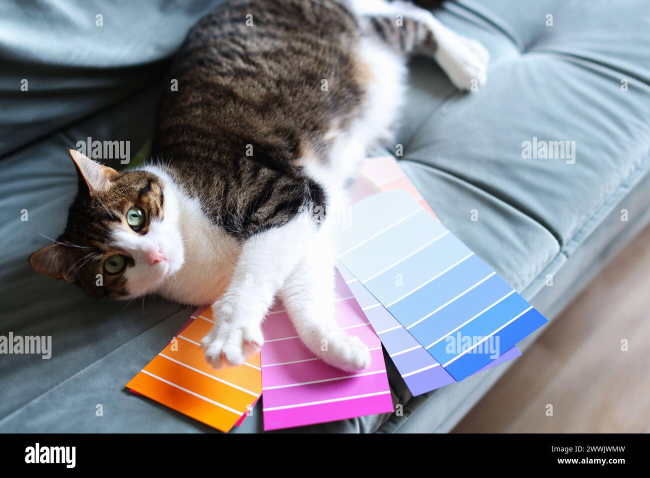 cat chooses a color on a color palette Stock Photo - Alamy