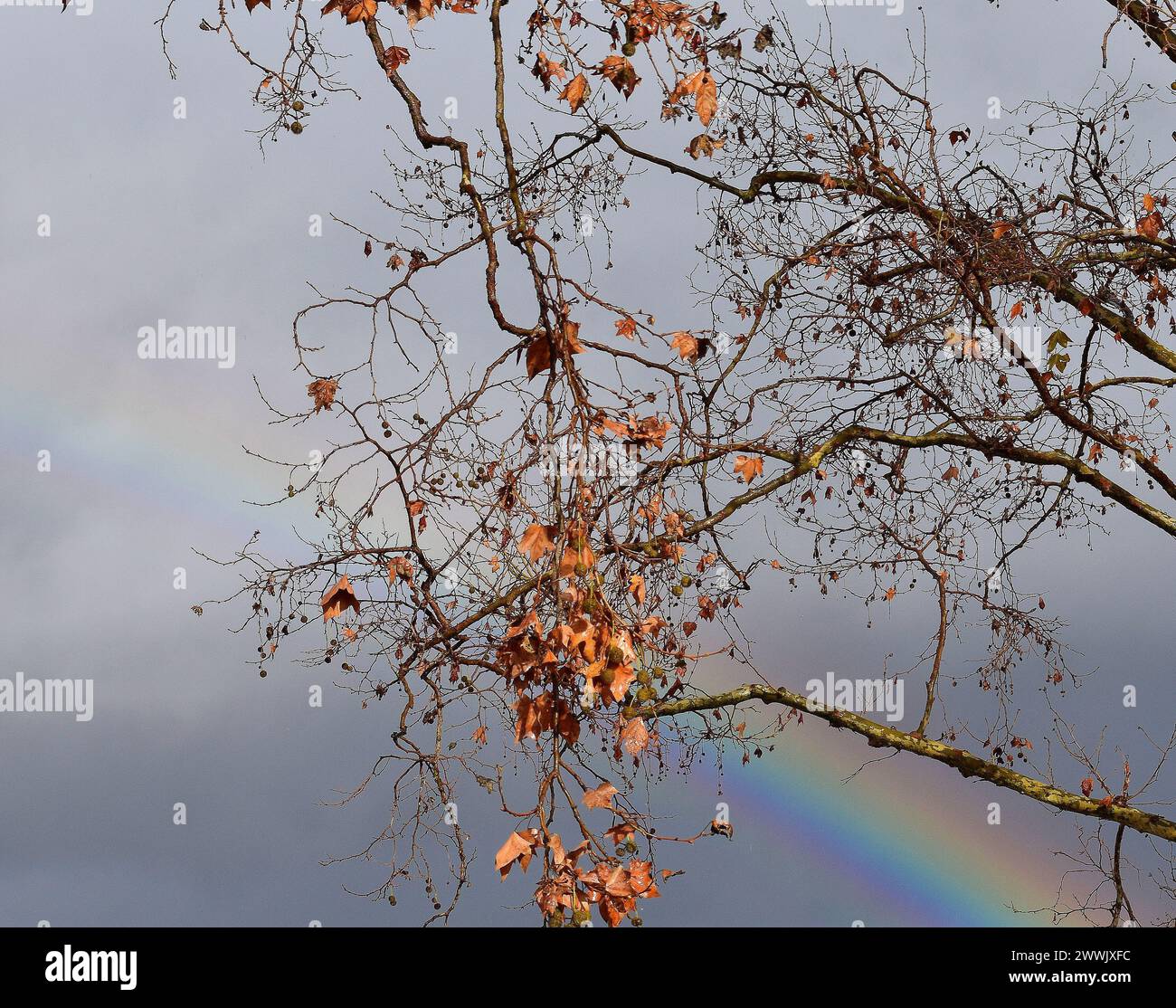 Rains fall hi-res stock photography and images - Alamy
