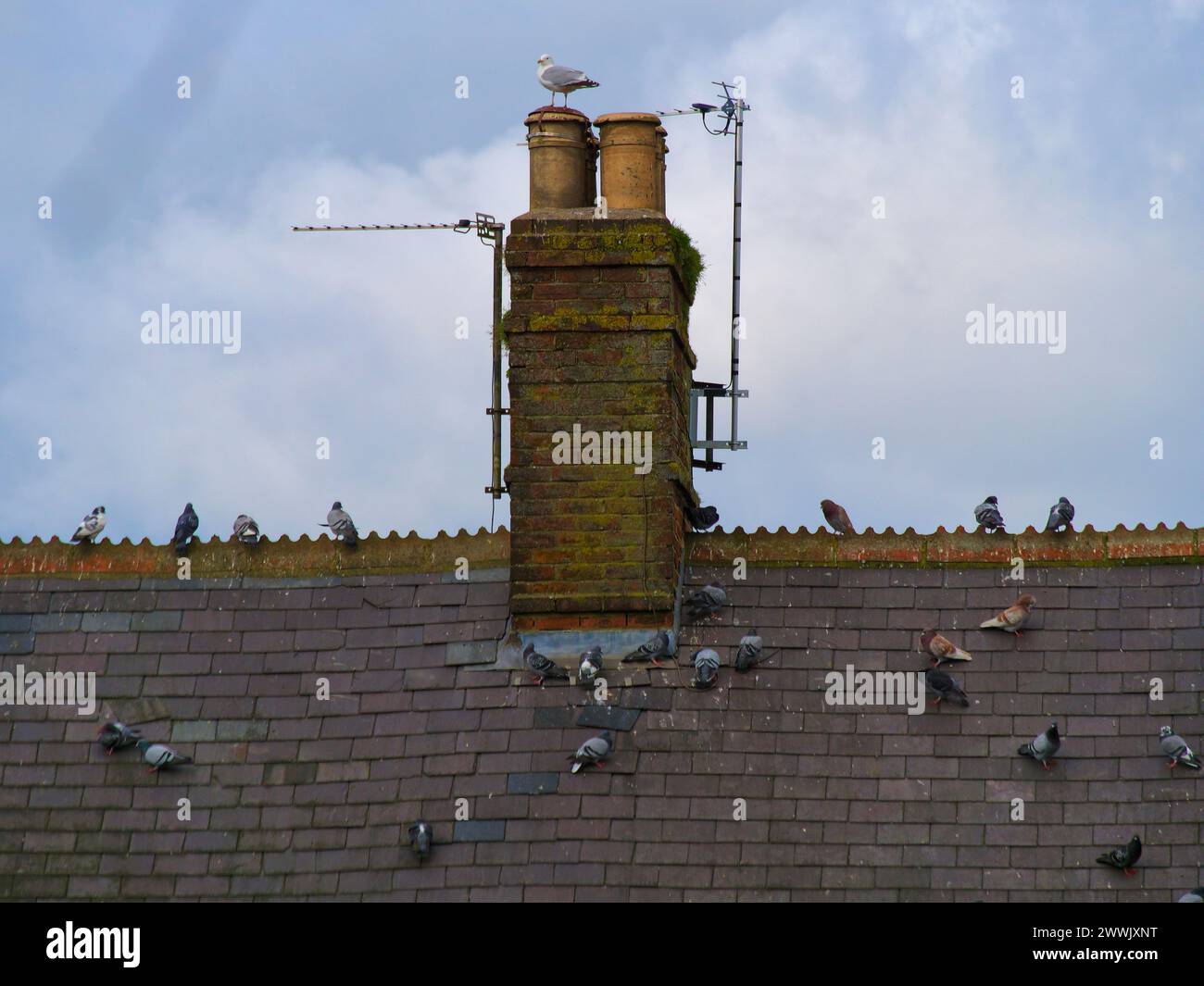 Rooftop gathering hi-res stock photography and images - Alamy