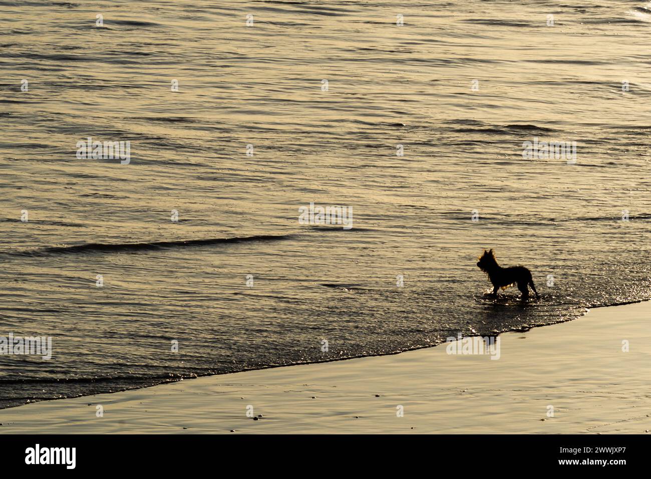 A small dog, in silhouette, watches its owner from the beach. Faithful ...