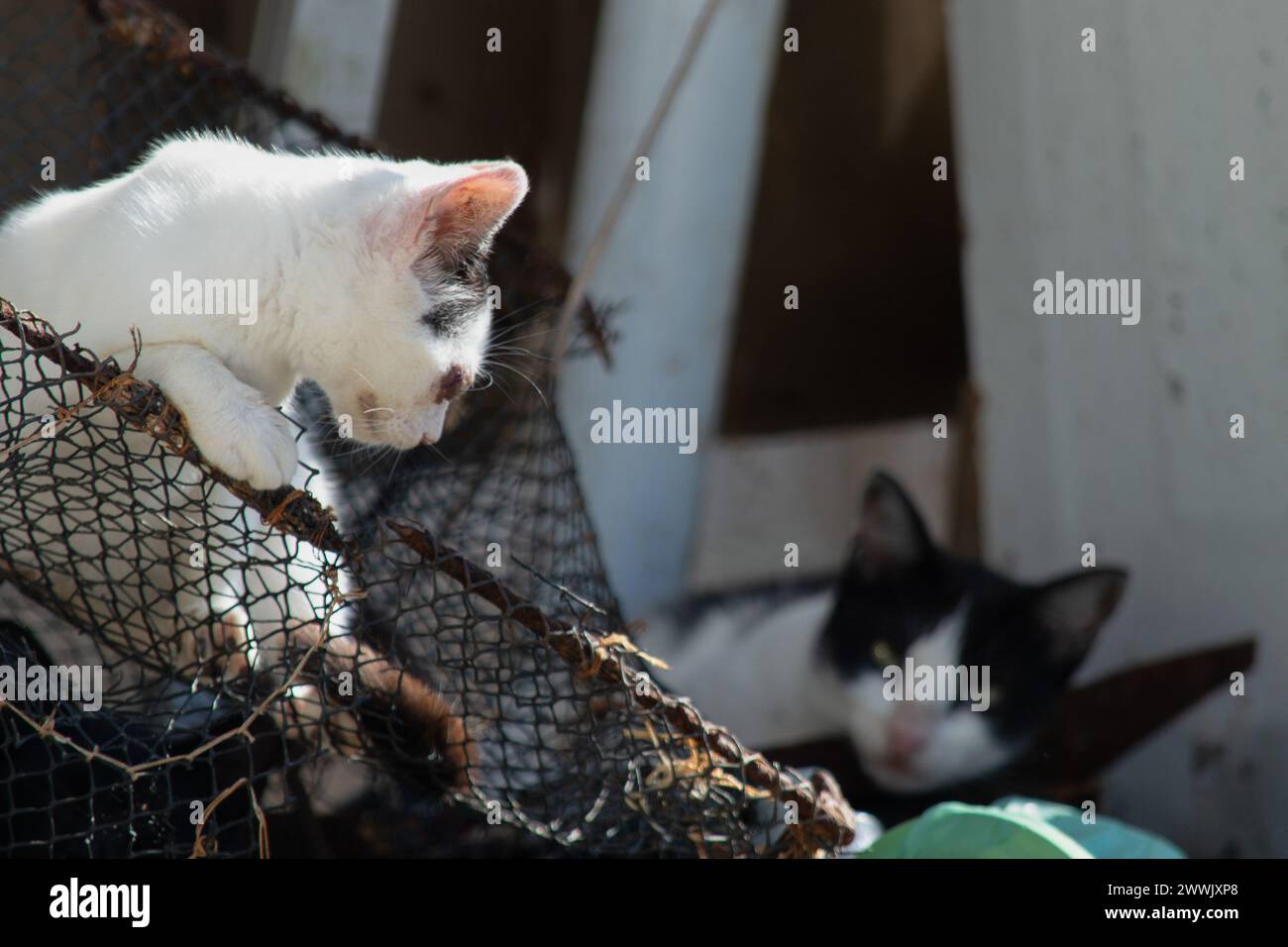 A white stray cat observing the place. cute, sick feline. Wild life ...