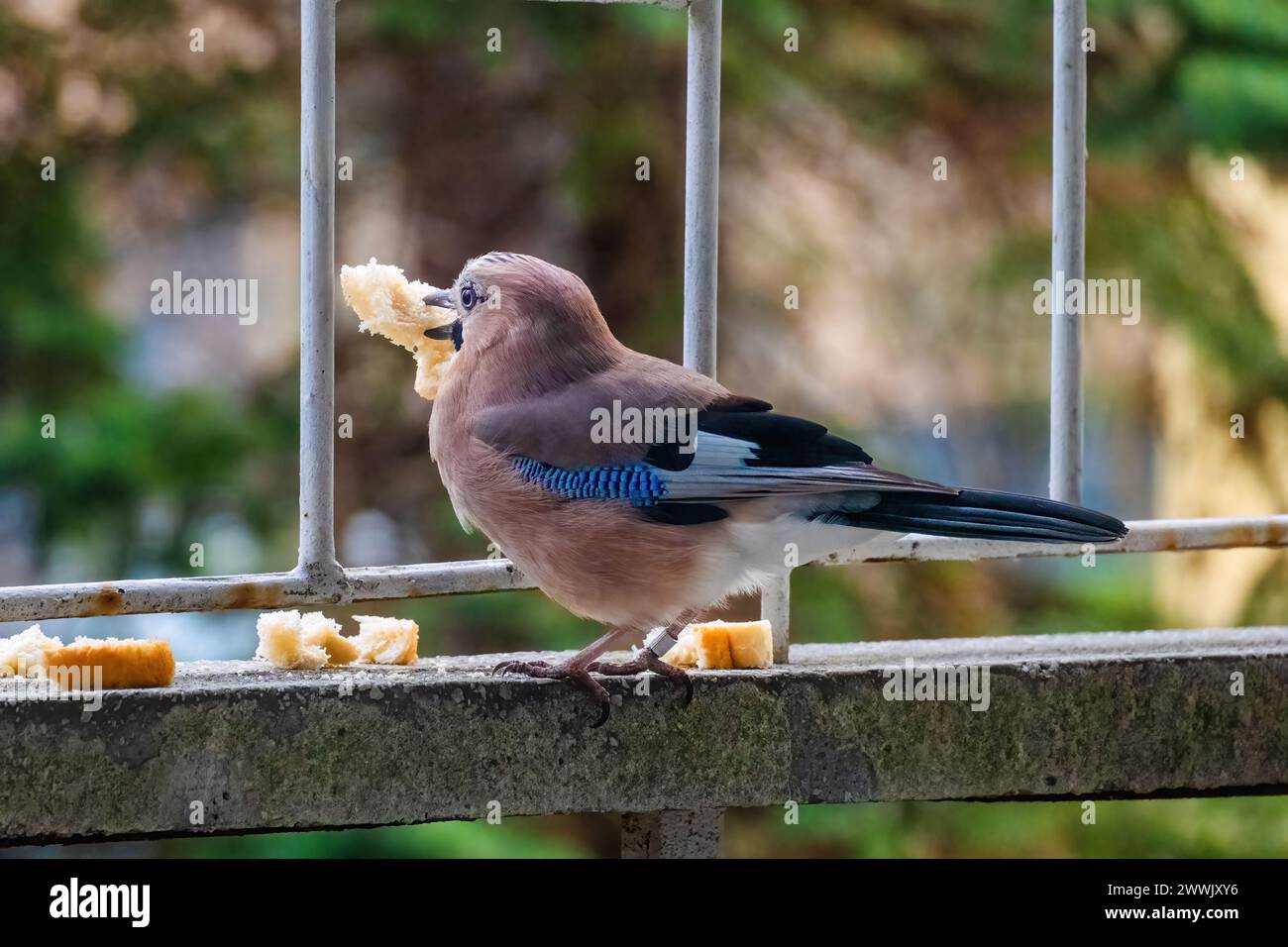 Close-up of Eurasian Jay, birds in wildlife nature Stock Photo - Alamy