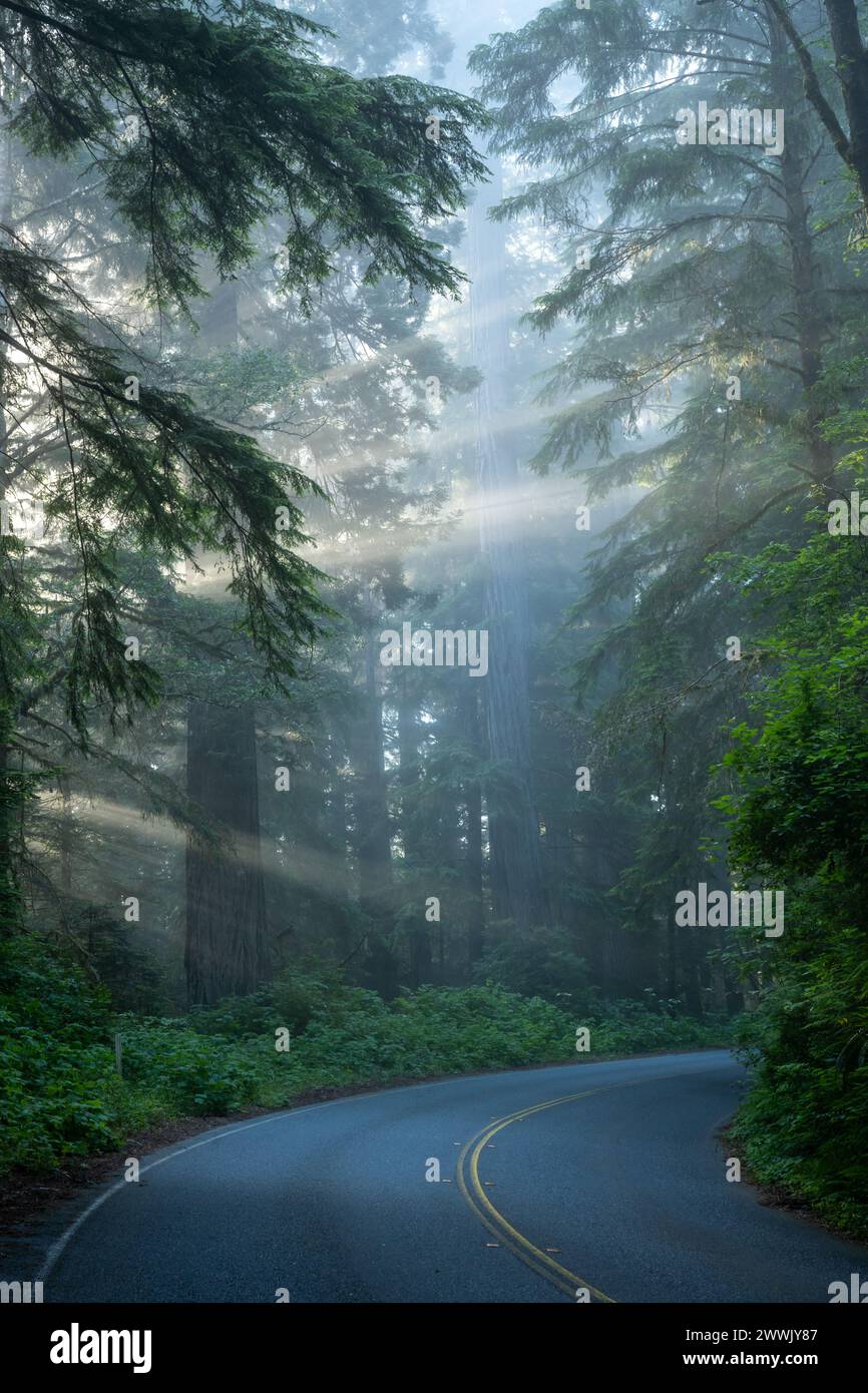 Cool Colored Light Rays Through Redwood Forest and Scenic Drive Stock ...