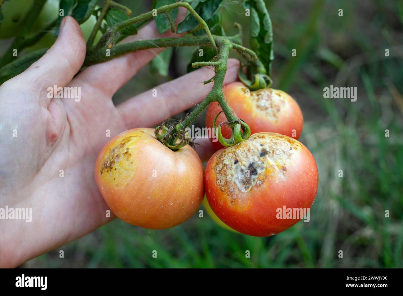 A farmer inspects spoiled tomatoes with spots affected by late blight ...