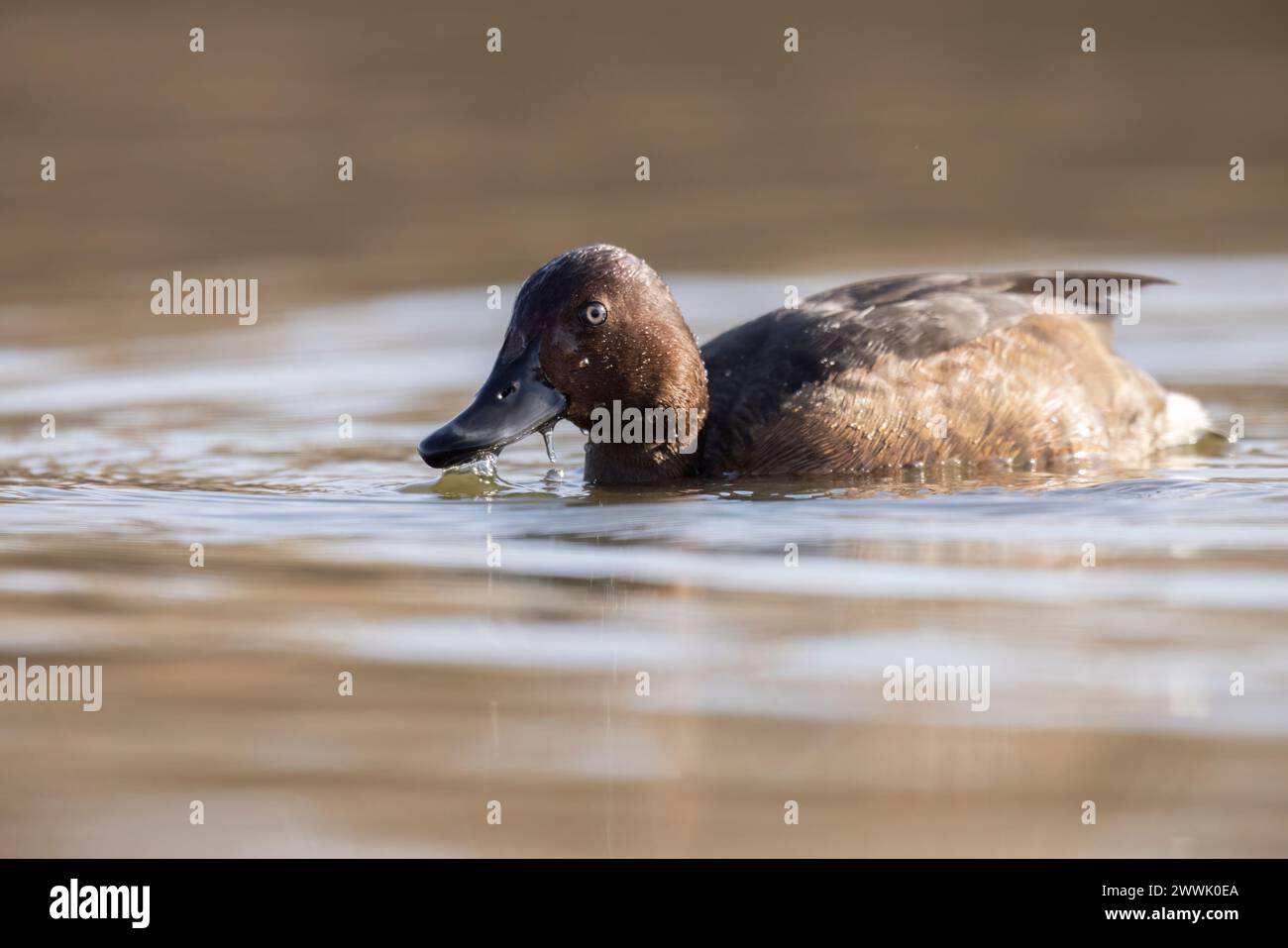 anatidae, animal, animals, aquatic, avian, avifauna, aythya, aythya ...