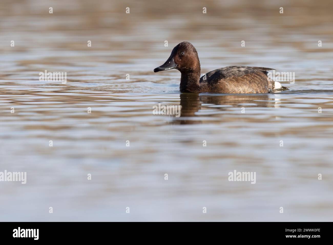 anatidae, animal, animals, aquatic, avian, avifauna, aythya, aythya ...