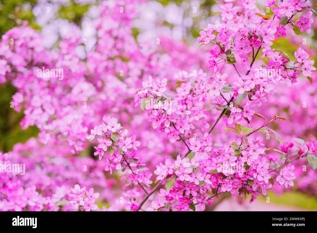 Pink cherry blossoms tree hi-res stock photography and images - Alamy