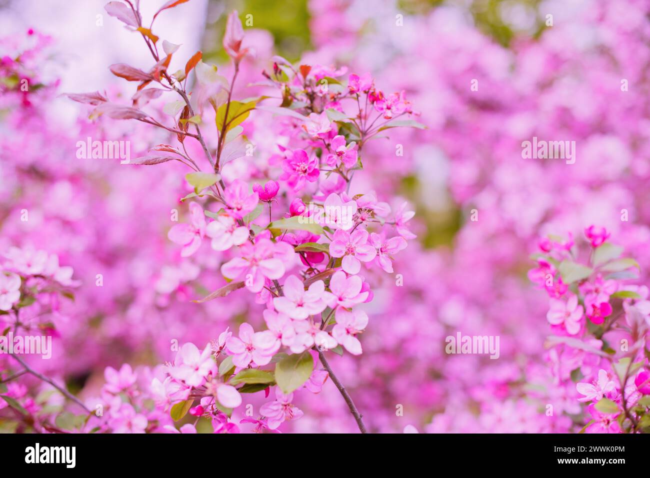 Pink Cherry Blossoms Branch, Close-up in Beautiful Pink Cherry Blossoms ...