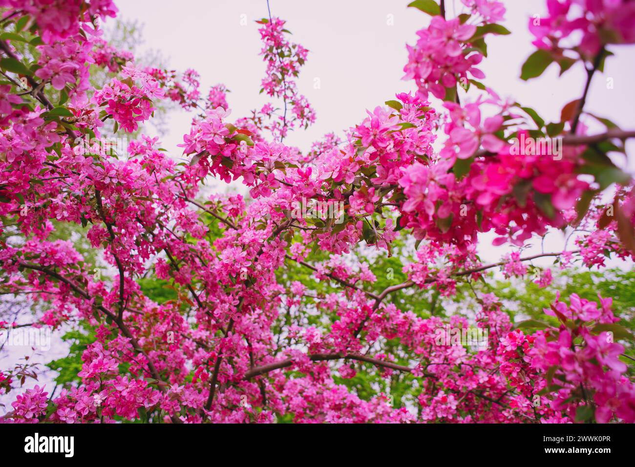 Pink Cherry Blossoms Branch, Close-up in Beautiful Pink Cherry Blossoms ...