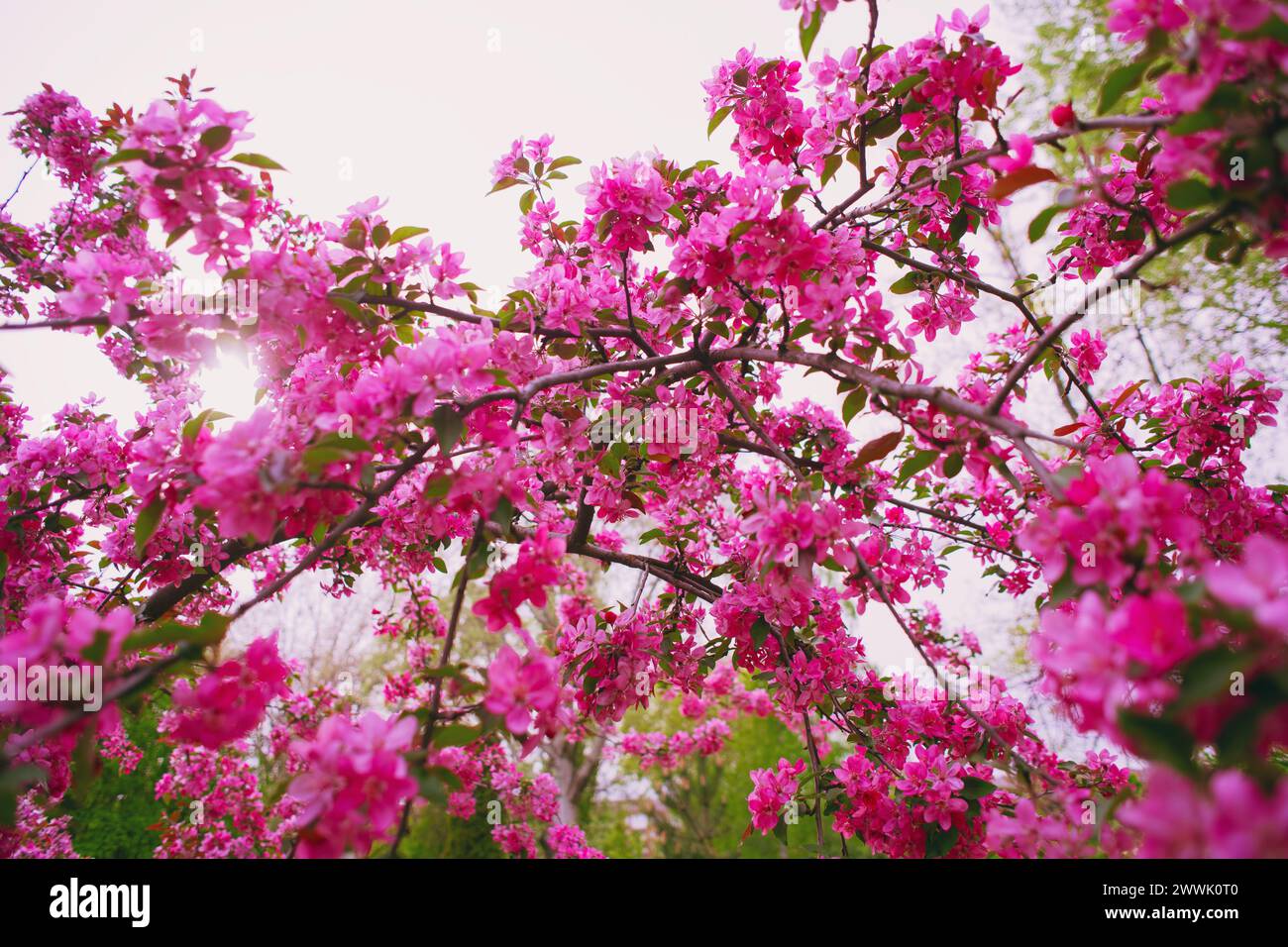 Pink Cherry Blossoms Branch, Close-up in Beautiful Pink Cherry Blossoms ...