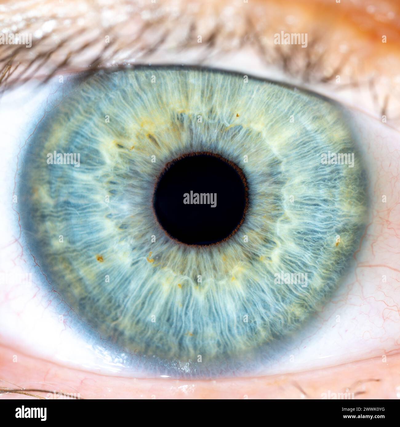 Description: High Resolution Male Green-Blue Colored Eye with Pupil Closed. Close Up. Structural ...