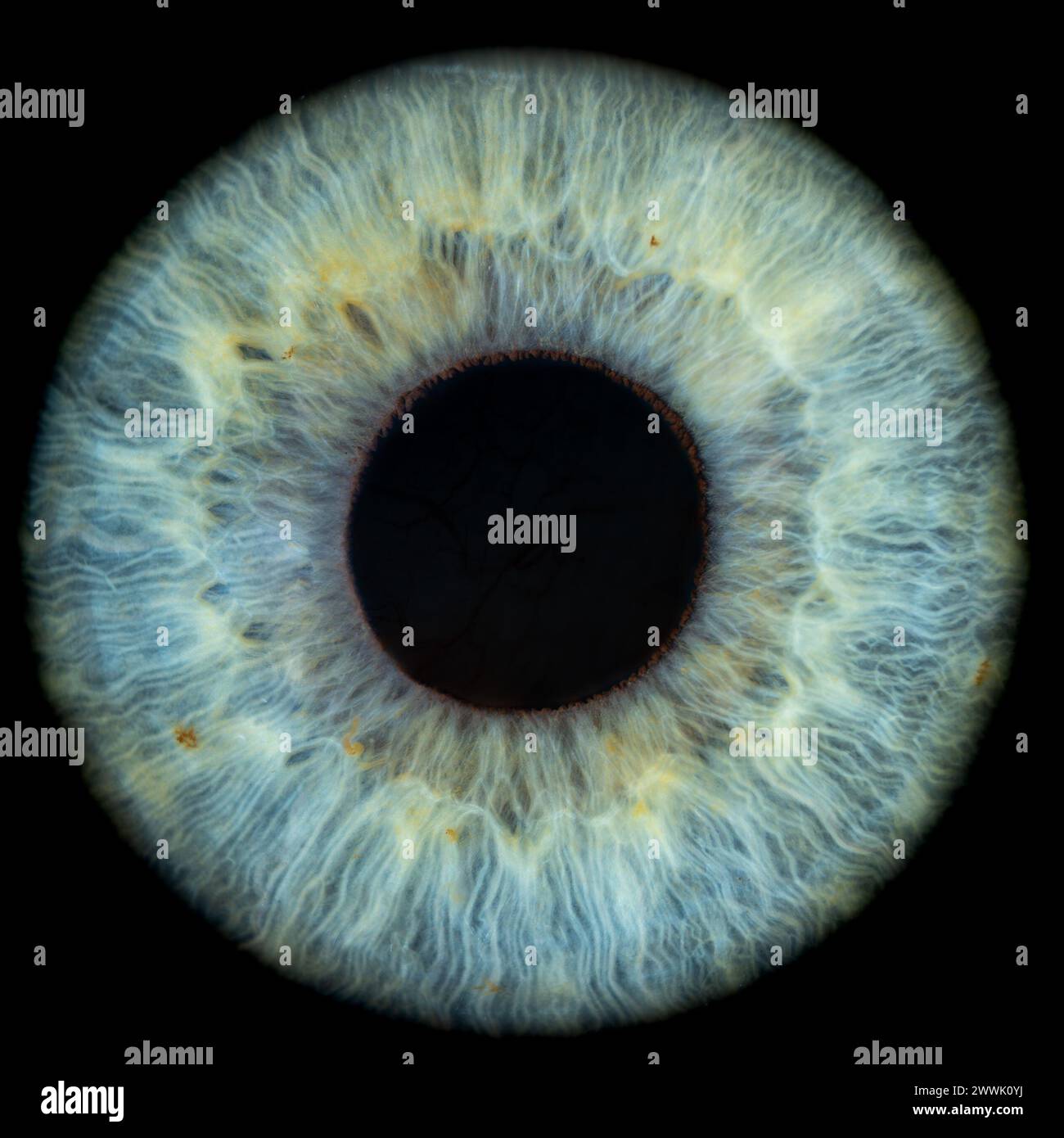 Medial commisure hi-res stock photography and images - Alamy