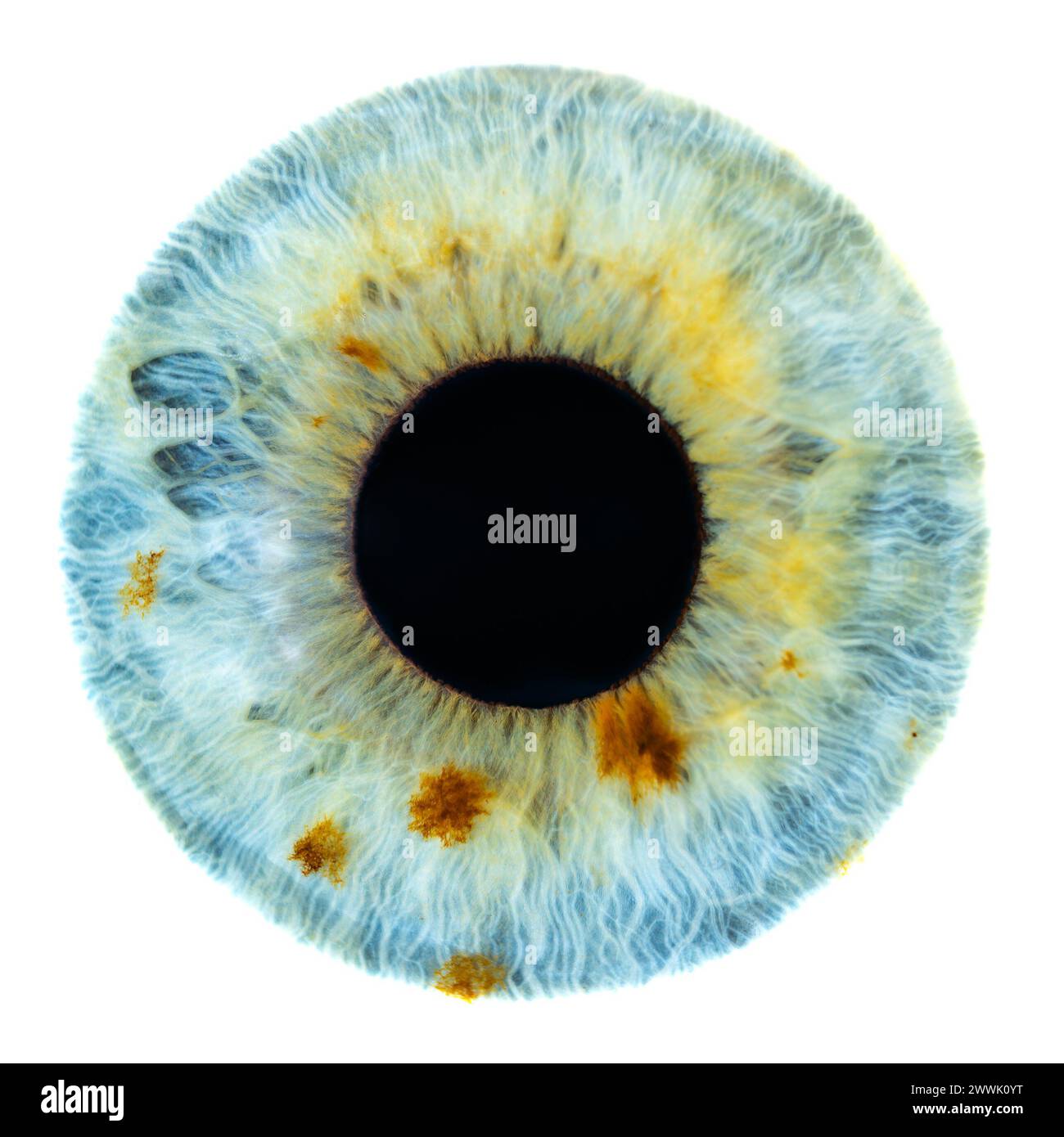 Description: Macro photo of human eye on white background. Close-up of ...