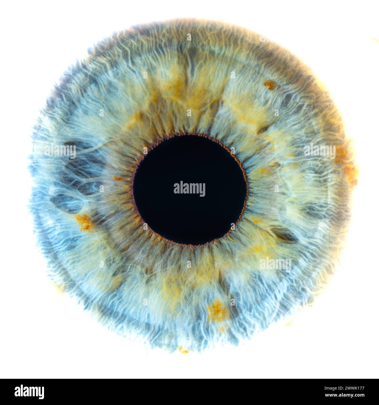 Description: Macro photo of human eye on white background. Close-up of ...