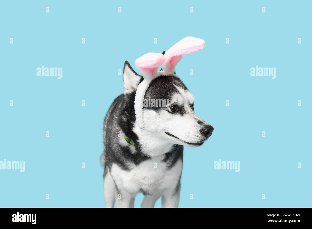 Adorable Husky dog with bunny ears on blue background. Easter ...