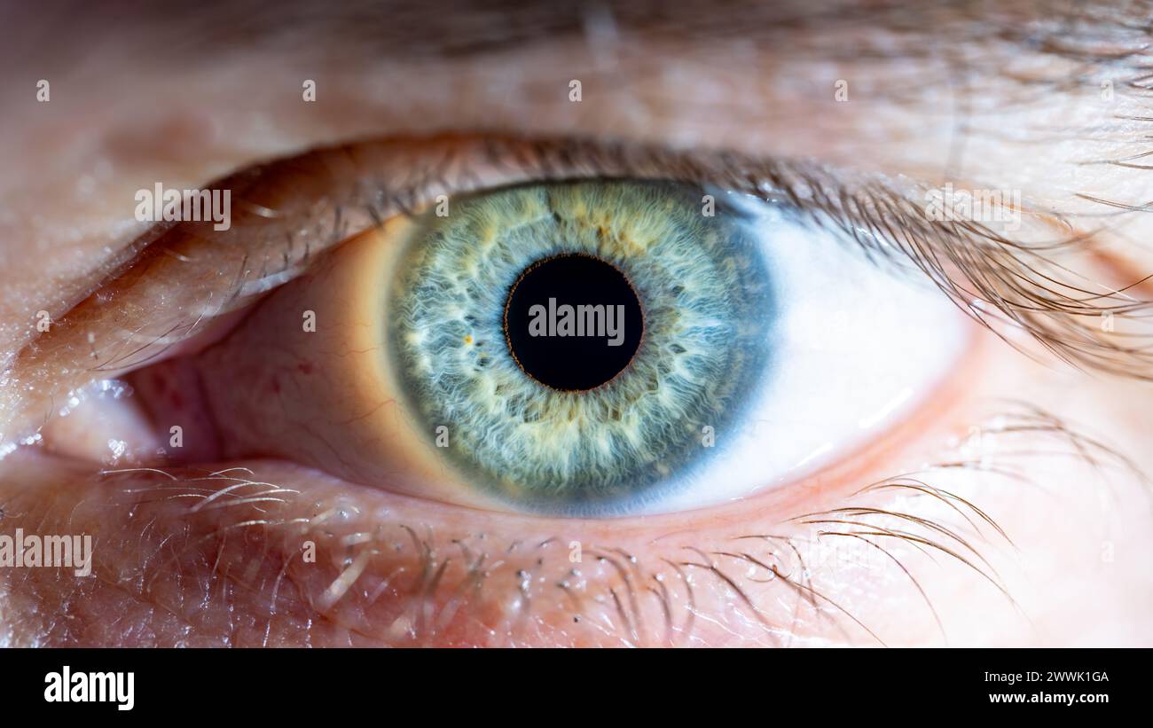 Description: Male Blue-Green Colored Eye With Lashes. Pupil Opened ...