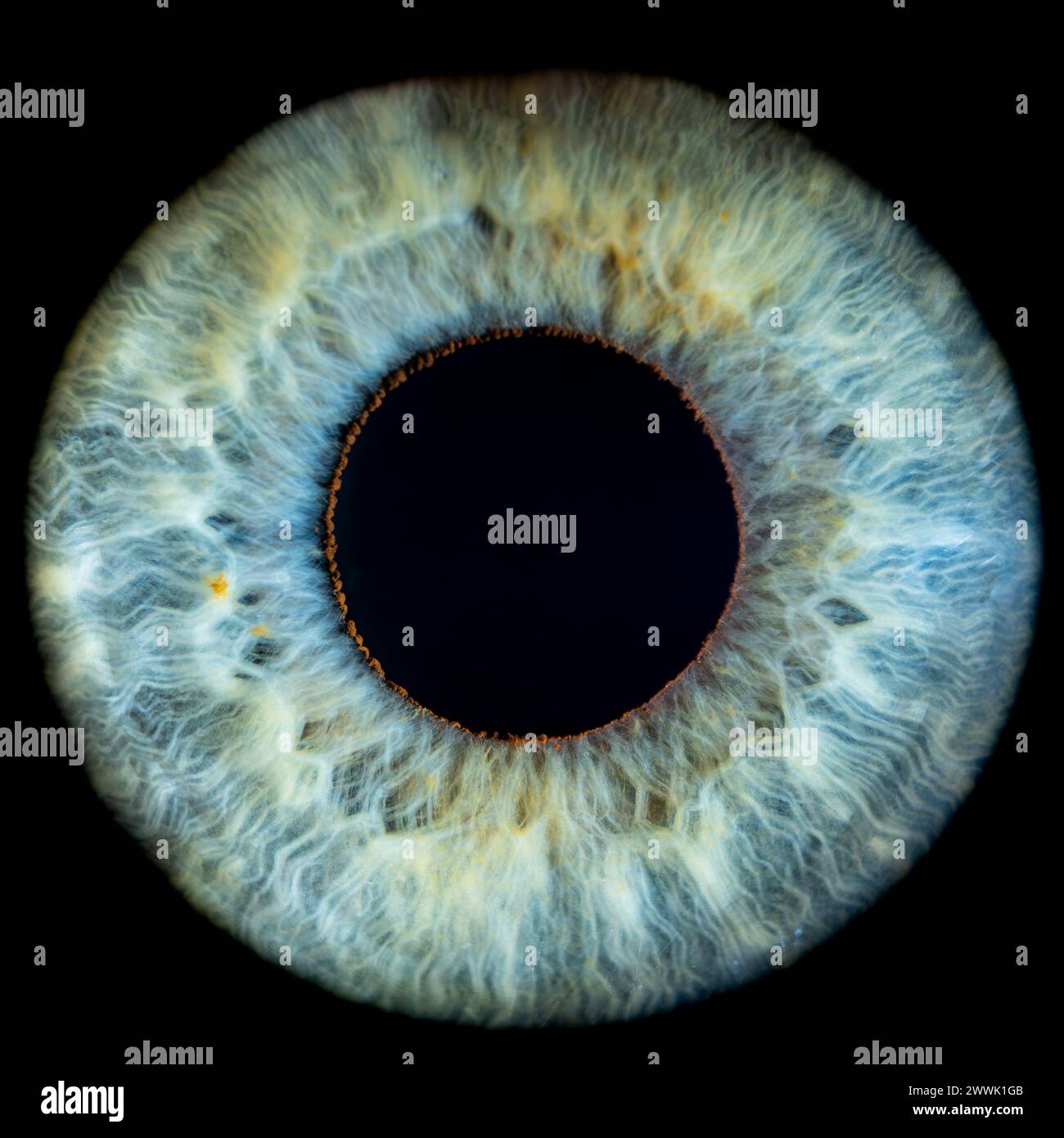 Description: Male Blue-Green Colored Eye With Lashes. Pupil Opened. Close Up. Structural Anatomy ...