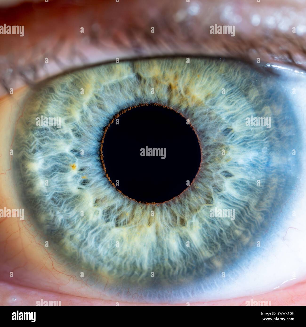 Description: High Resolution male Green-Blue Colored Eye with Yellow ...