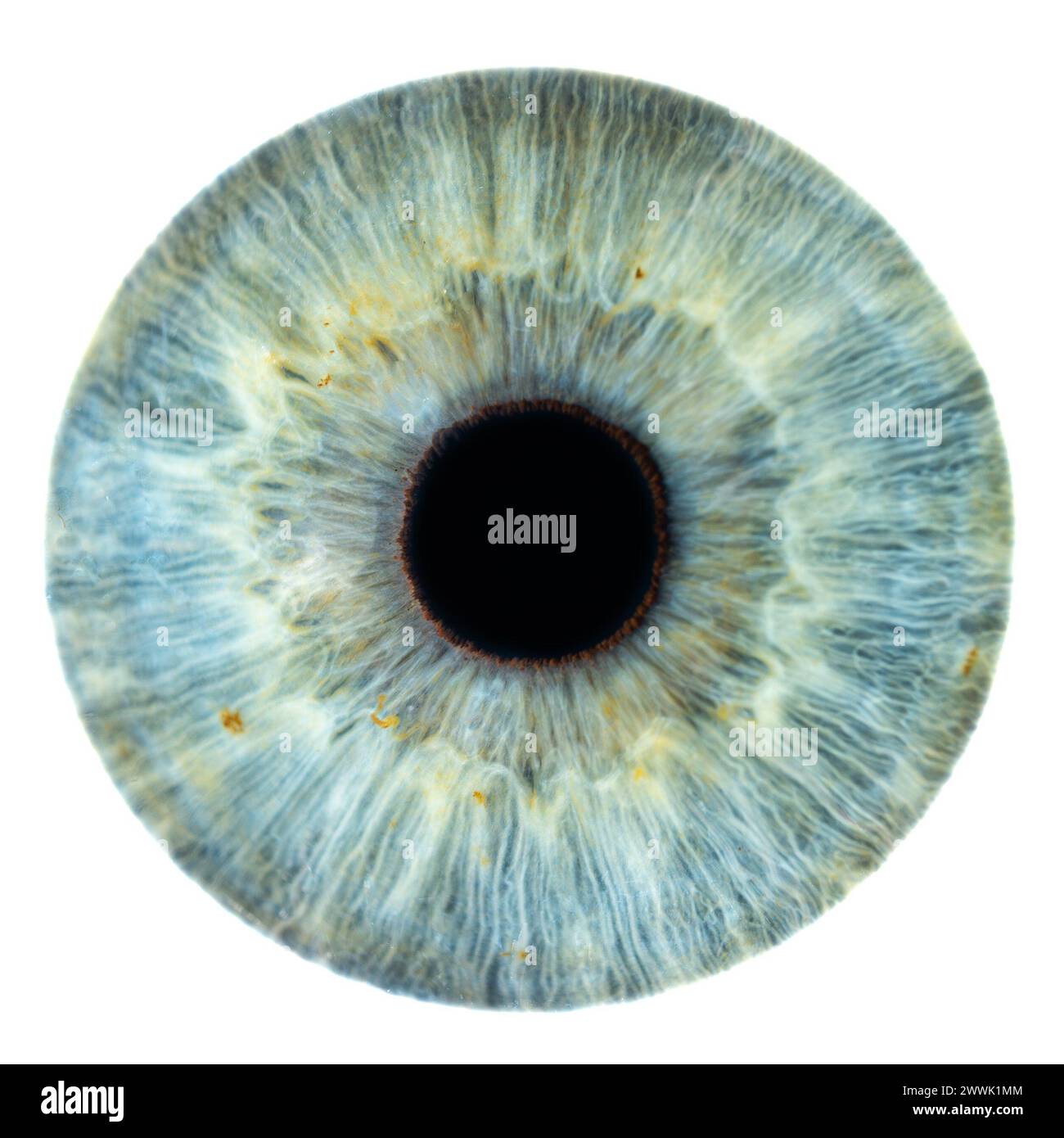 Description: Macro photo of human eye on white background. Close-up of ...